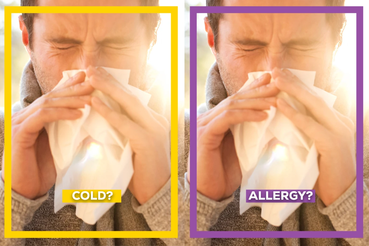 Do I have allergies or a cold? | Allevia
